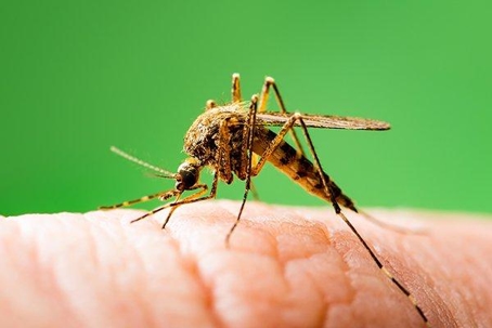 What smells do mosquitoes hate store