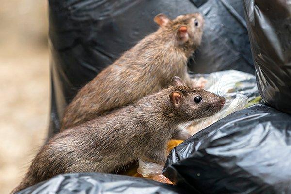 Blog - How To Get Rid of Rats On Your South Carolina Property