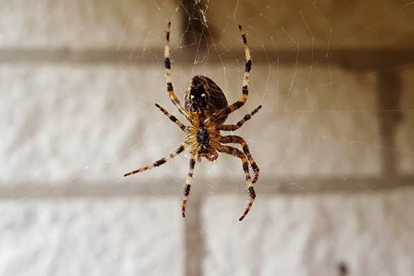 Blog - How Winter Spiders Invade South Carolina Homes