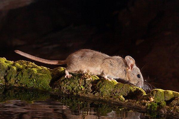 Blog - The Safe And Effective Way To Get Rid Of Rats On Your Lexington ...