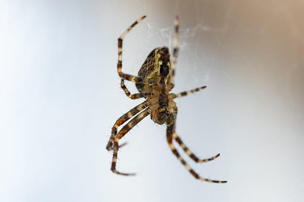 Blog - A Useful Spider Prevention Guide For Lexington Homes