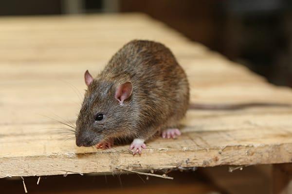 Blog - How To Tell The Difference Between Roof Rats And Norway Rats