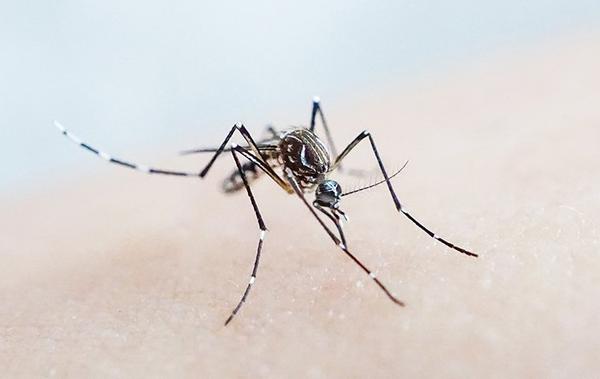 Blog - Mosquitoes In Columbia: An All-Inclusive Prevention And Control ...