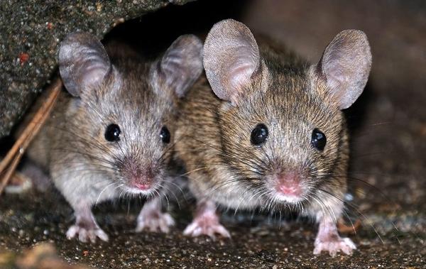 Blog - The Ultimate Guide To Mouse Removal: Keep Your Leesville Home ...