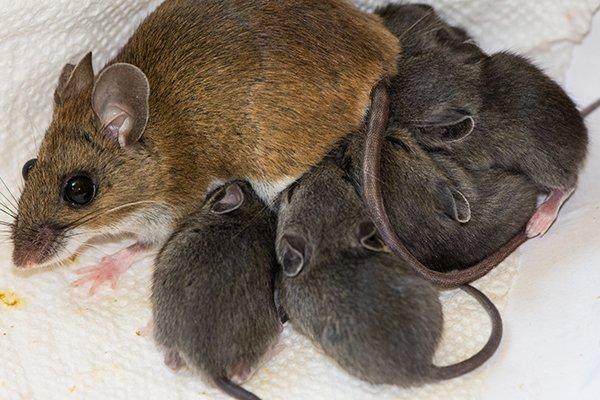 Blog - Rodent Rundown: Keeping These Dangerous Pests Away From Your ...