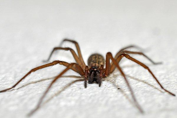 Blog - A Handy Spider Prevention Guide For Columbia Homeowners