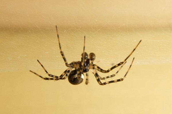 Blog - The Ultimate Spider Prevention Guide For Irmo Homes