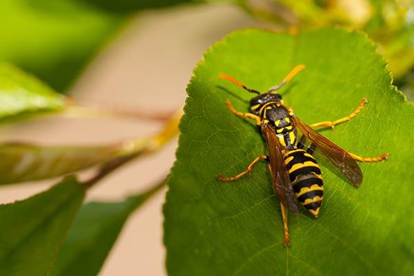 Blog - How Dangerous Are The Wasps In South Carolina?