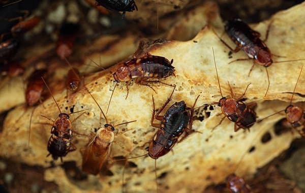 Blog - Cockroach Prevention In Columbia: How To Keep Cockroaches At Bay