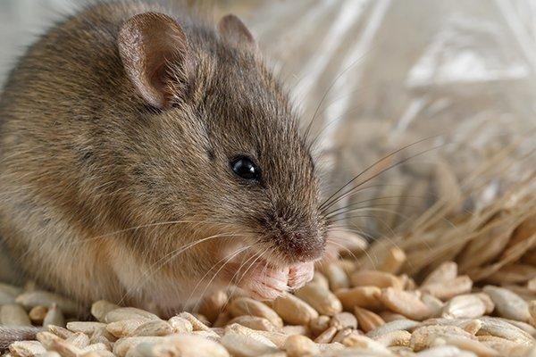 Blog - What Every Homeowner Ought To Know About Rodent-Proofing Their ...