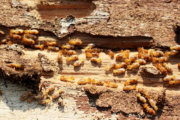 What does termite damage look like store