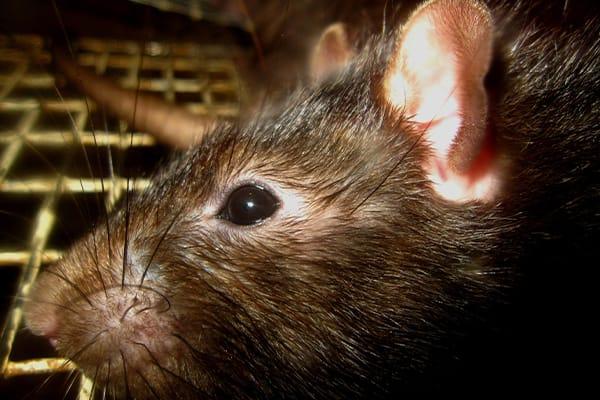 Blog - Rats Can Be Hard To Get Rid Of On Your Own In Irmo