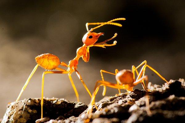Blog A Practical Guide To Ant Prevention For South Carolina Homeowners