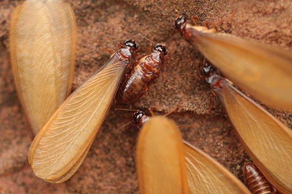 Blog - What Termite Season Means For Your Columbia Home