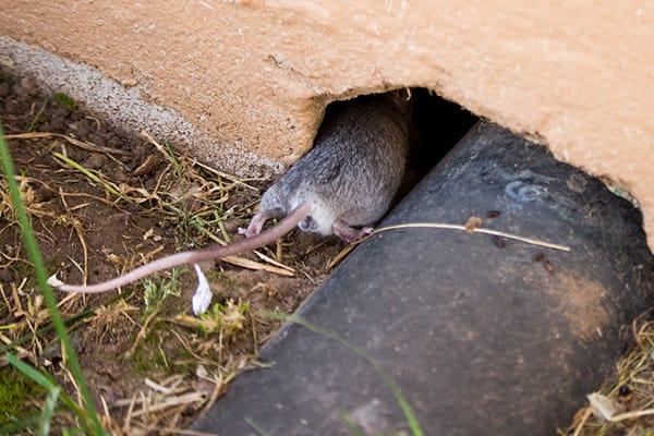 Blog - Rodents In South Carolina Will Try To Make Their Way Inside For ...