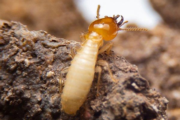 Blog - How To Tell If Your South Carolina Home Has A Termite Problem